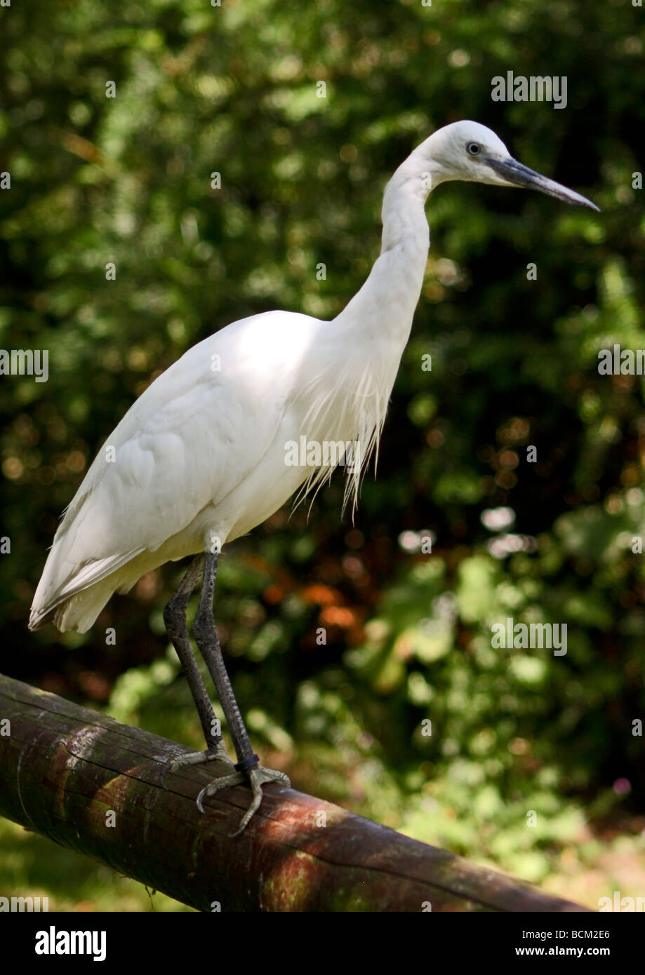 Little Egret (Egretta garzetta Stock Photo - Alamy