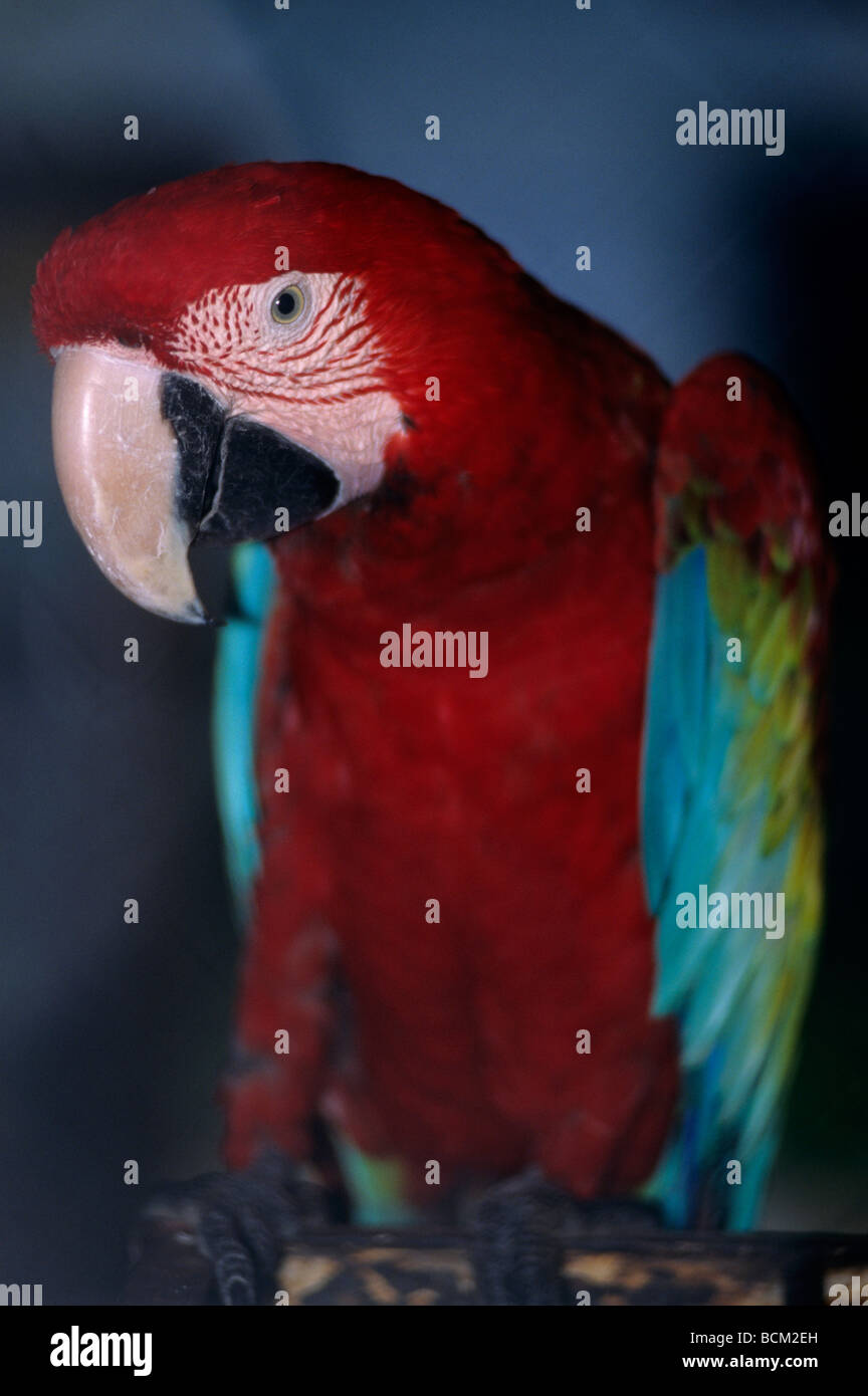 Scarlet Macaw Parrot (Ara macao) - Caribbean - Dominican Republic ...