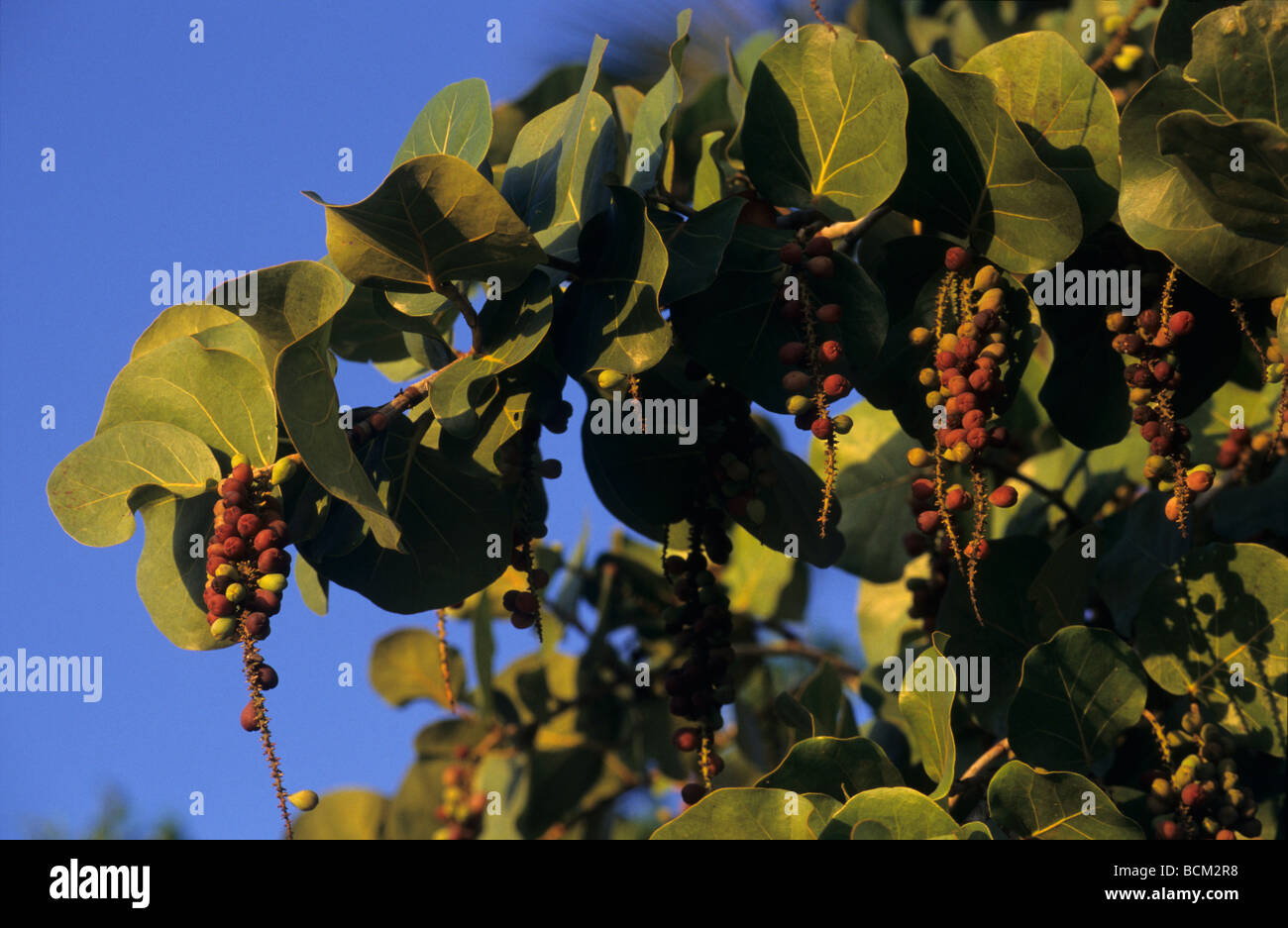 Arabica coffee bunch (Coffea arabica); also called coffee "cherry ...