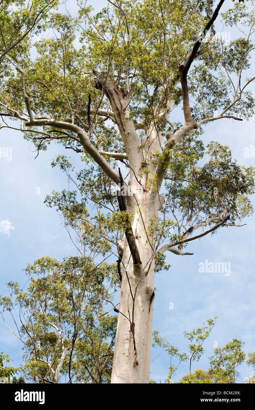 Gum tree Coffs Harbour region NSW Australia Stock Photo - Alamy