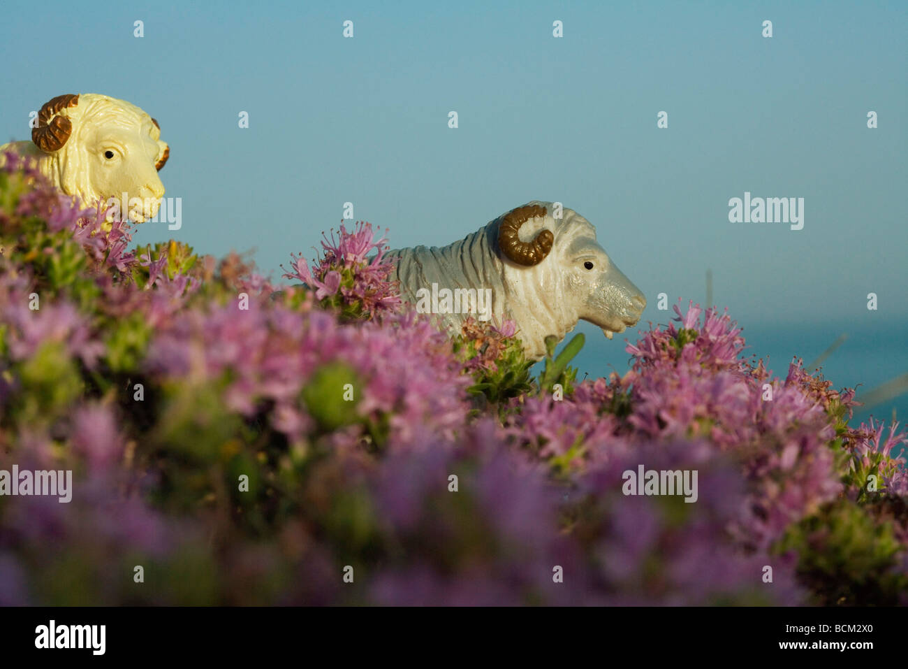 Ram images hi-res stock photography and images - Alamy
