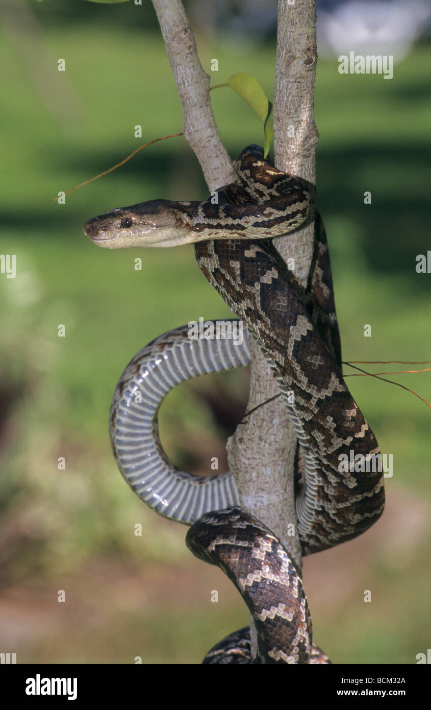 Caribbean - Dominican Republic Island Stock Photo - Alamy
