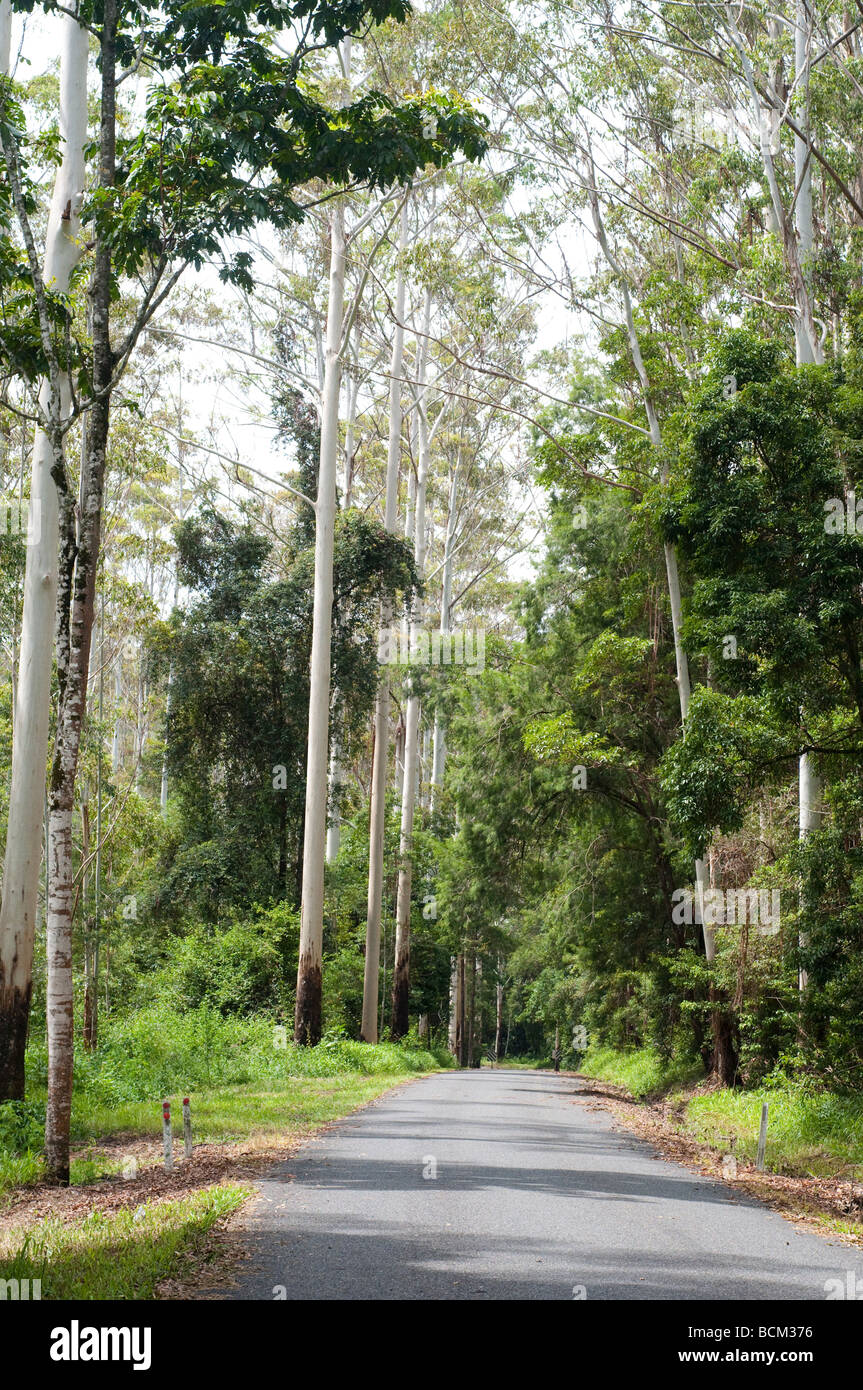 Empty road with gum trees hi-res stock photography and images - Alamy