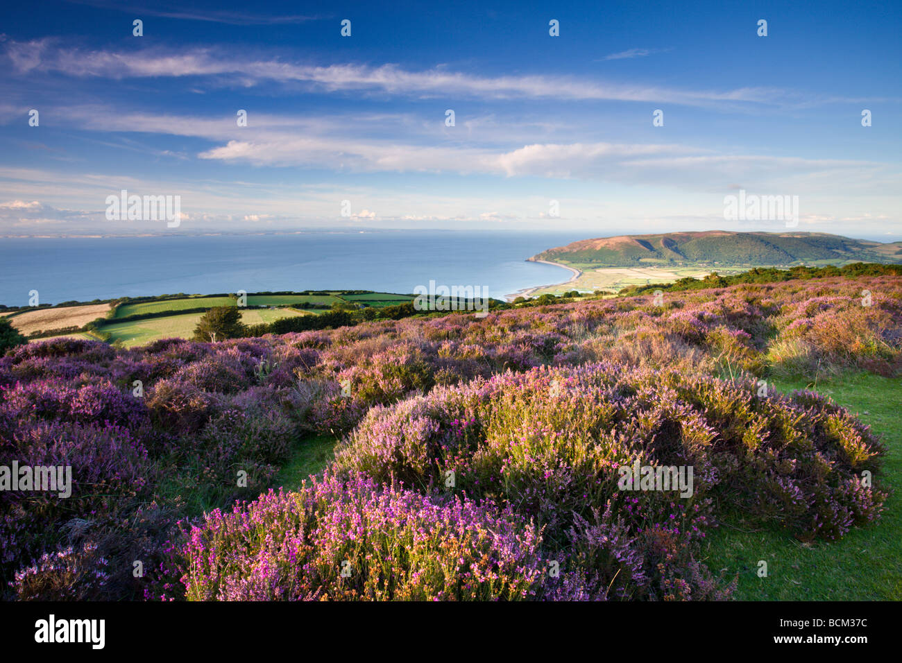 Exmoor heather hi-res stock photography and images - Alamy
