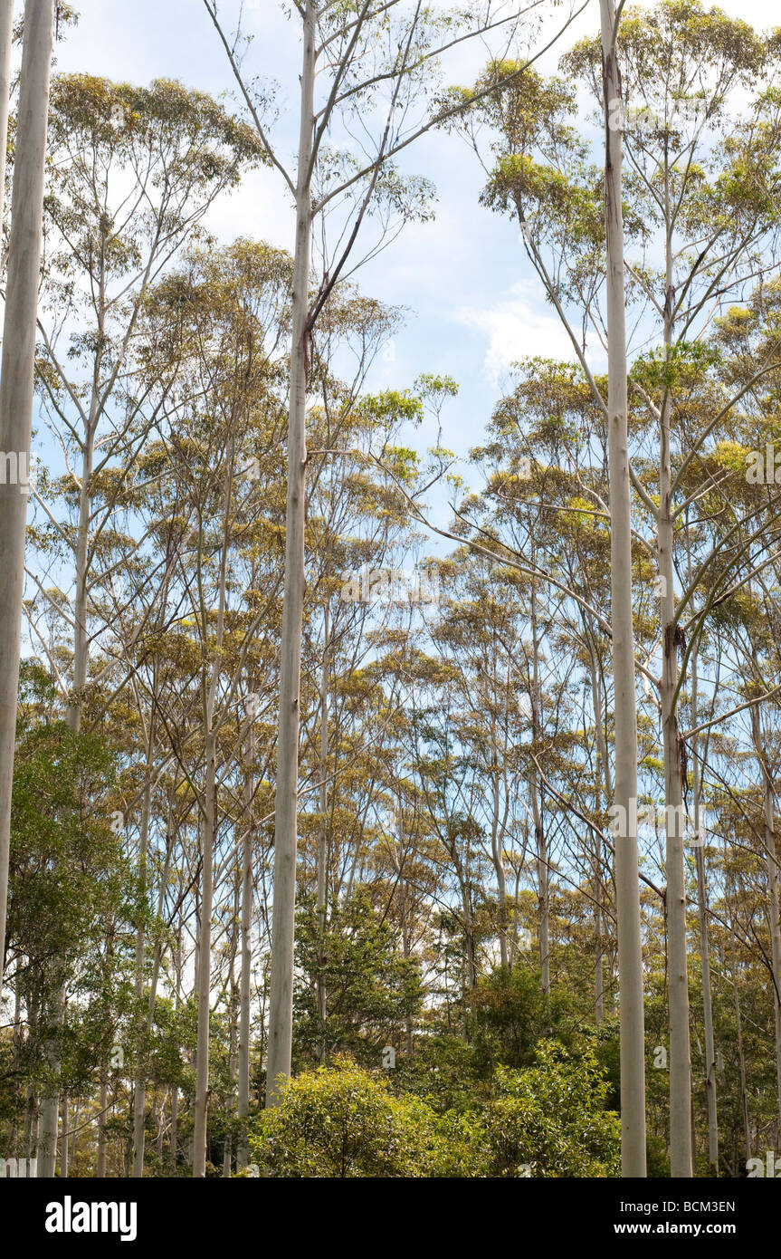 White gum tree landscape australia hi-res stock photography and images ...