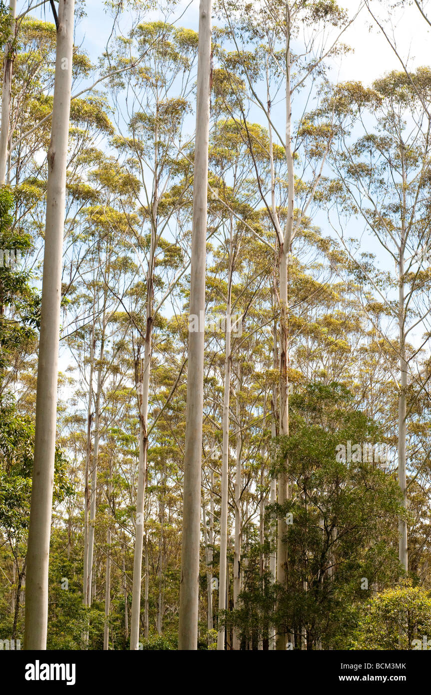 White gum tree landscape australia hi-res stock photography and images ...