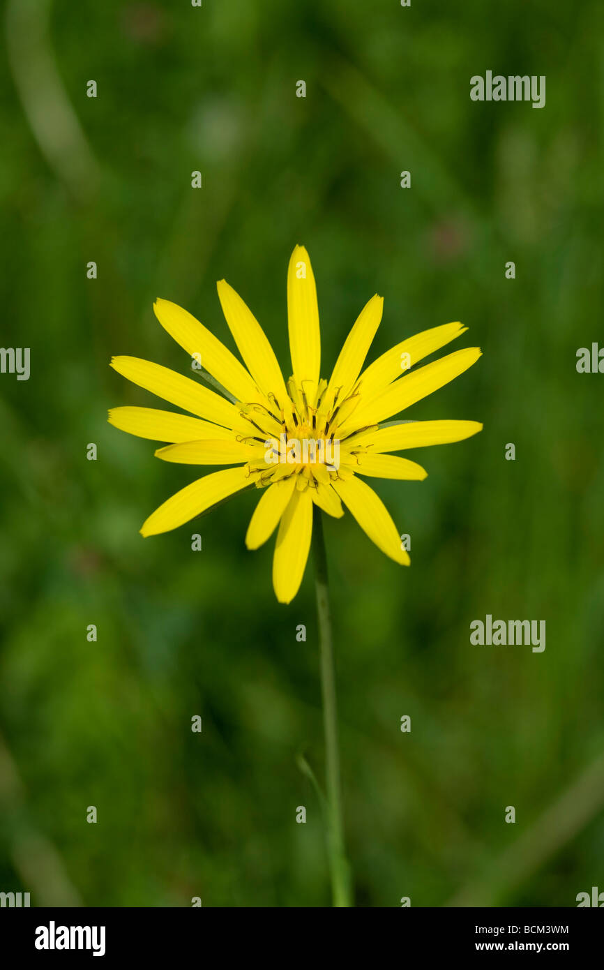 Yellow Goatsbeard (Tragopogon pratensis Stock Photo - Alamy
