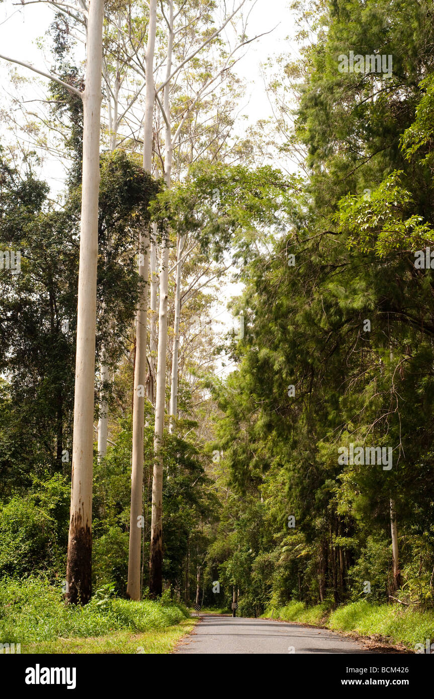 Eucalypt woodland australia hi-res stock photography and images - Alamy