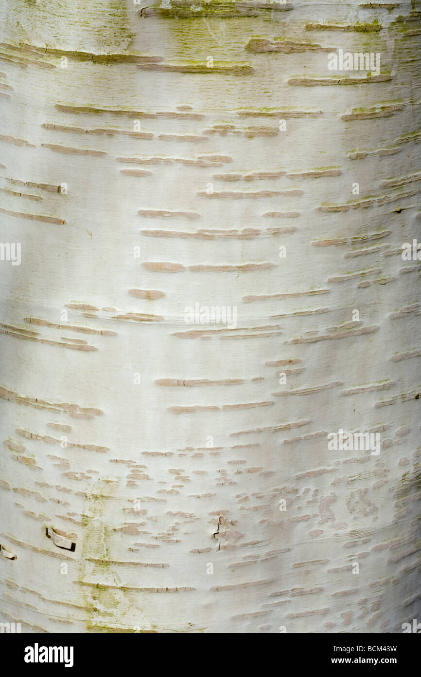 Birch bark hi-res stock photography and images - Alamy