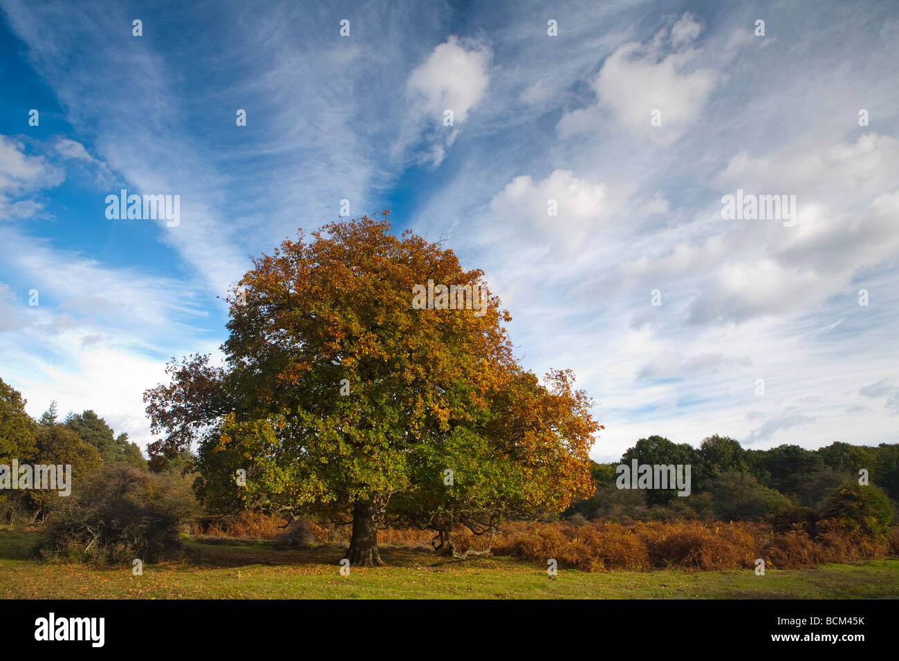 n Oak Tree in the New Forest with leaves changing to Autumn colours ...