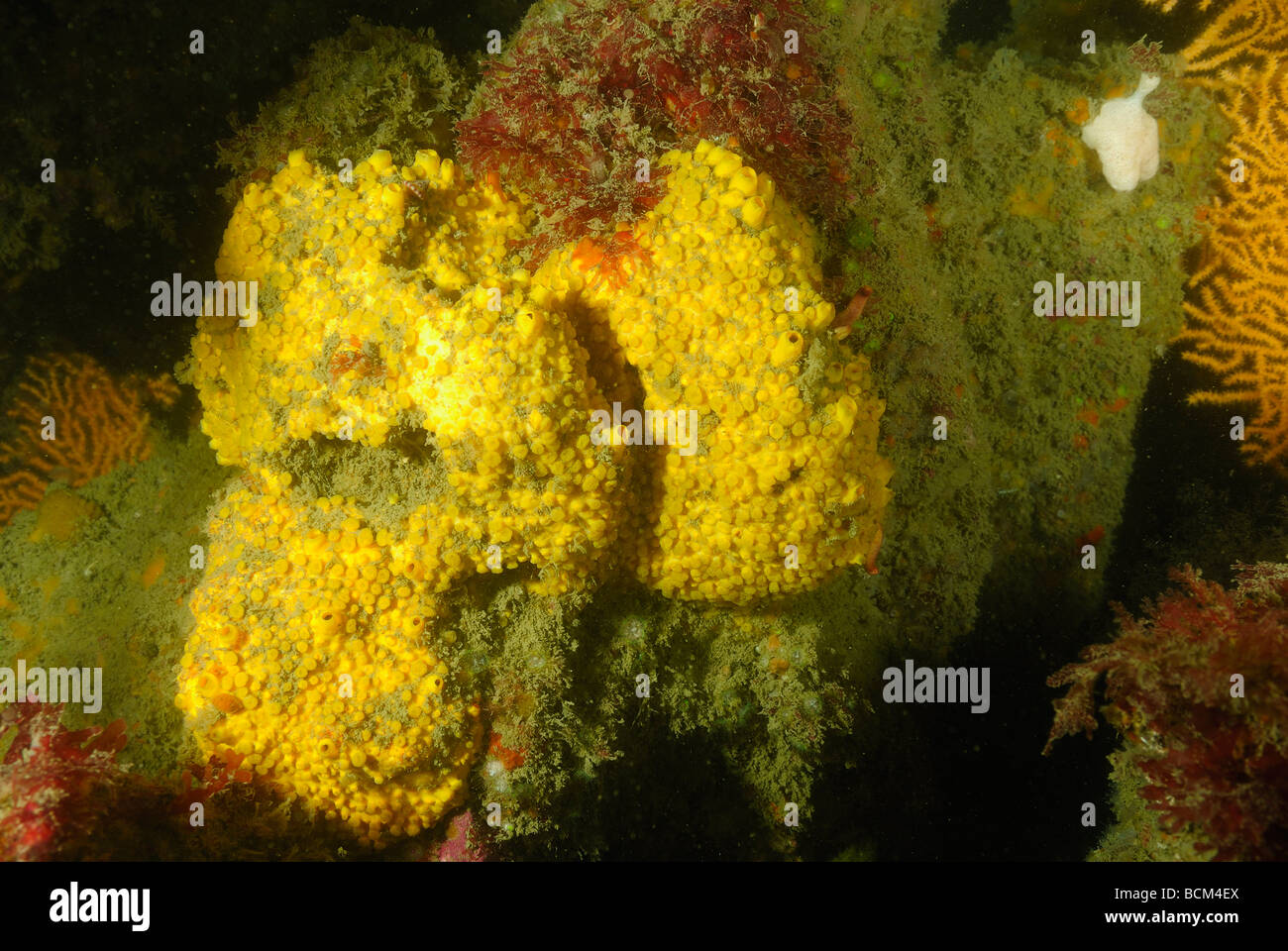 Boring sponge cliona celata hi-res stock photography and images - Alamy