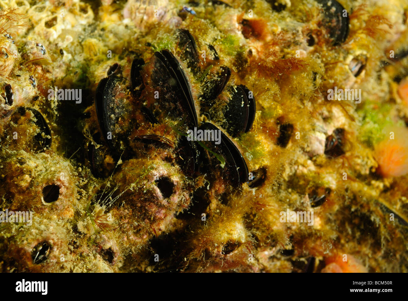 Common mussels hi-res stock photography and images - Alamy