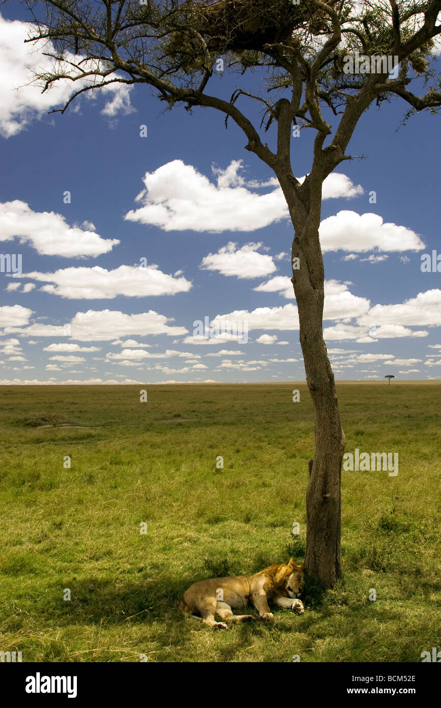 Sleeping under the tree hi-res stock photography and images - Alamy