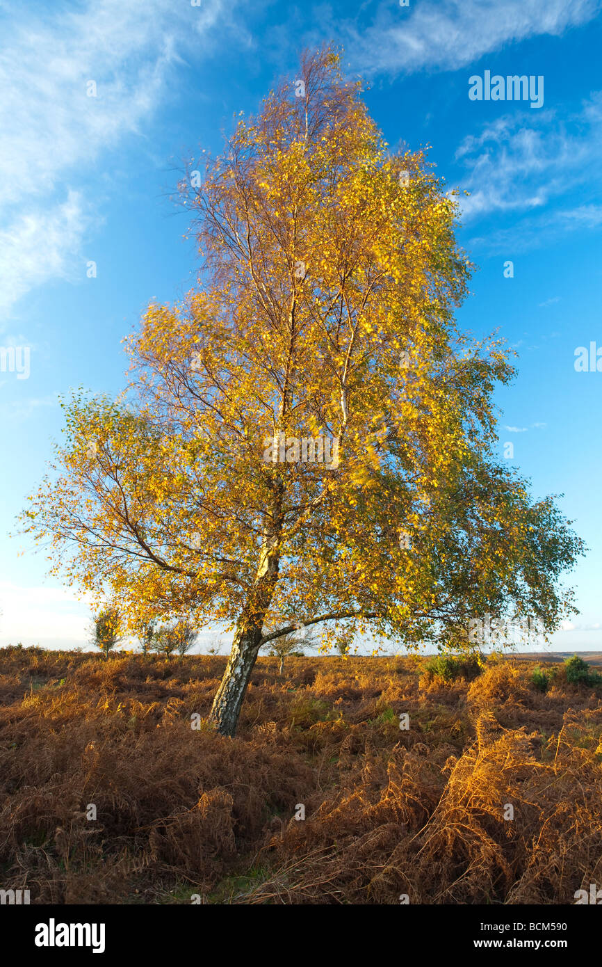 A single Birch tree in autumn golden leaves and a blue sky Stock Photo ...