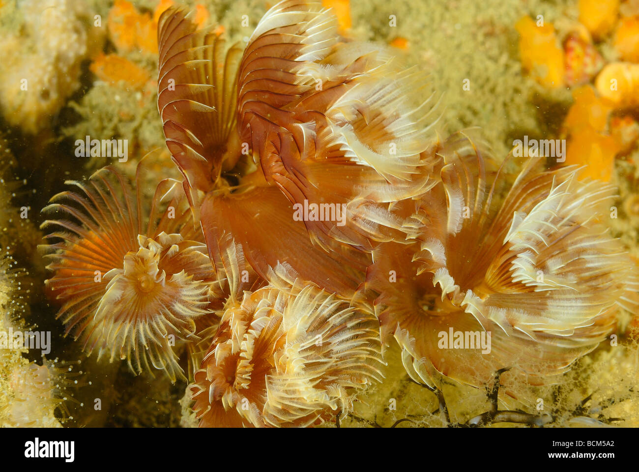 Fan worms hi-res stock photography and images - Alamy
