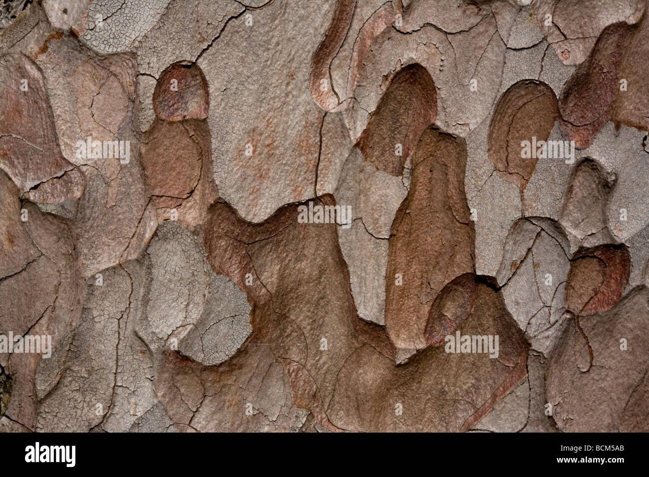 Close-up of a pine tree reveals highly textured bark Stock Photo - Alamy