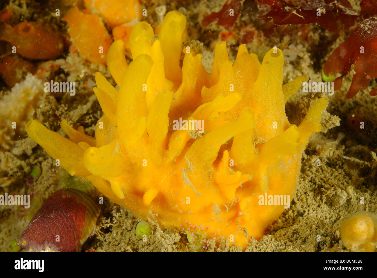 Orange chimney sponge hi-res stock photography and images - Alamy