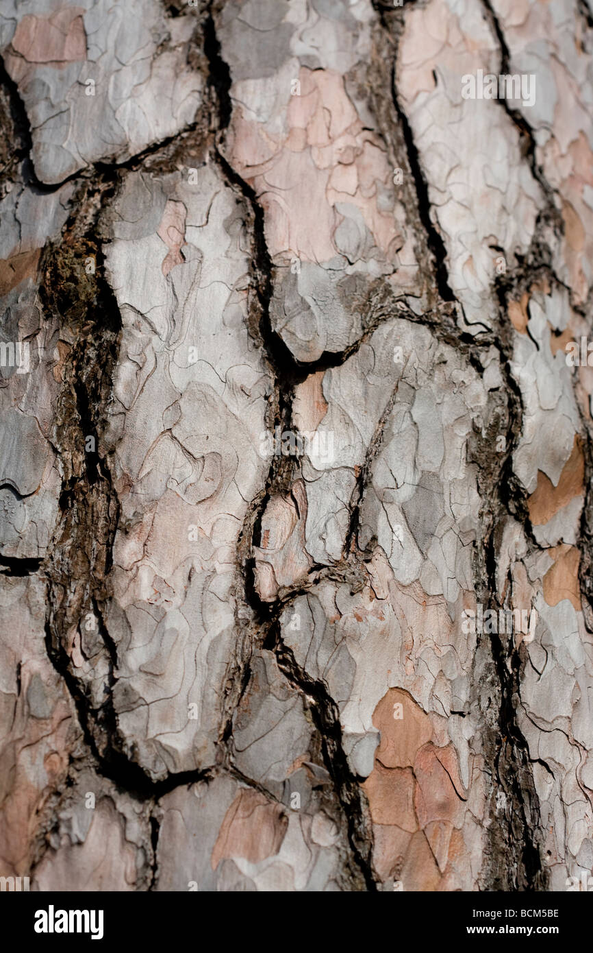 Close-up of a pine tree reveals highly textured bark Stock Photo - Alamy