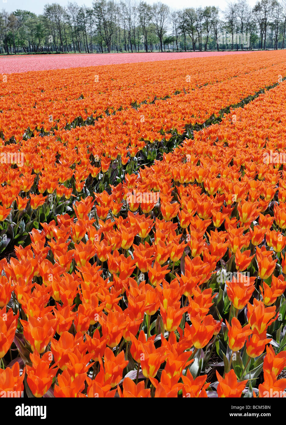 Tulip field holland hi-res stock photography and images - Alamy