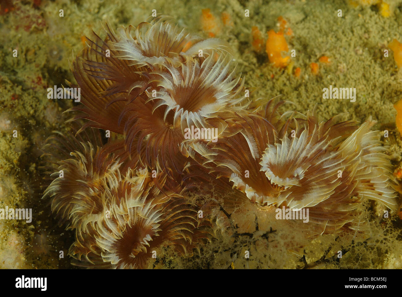 Fan-worm growing on a rock in North Brittany Stock Photo - Alamy