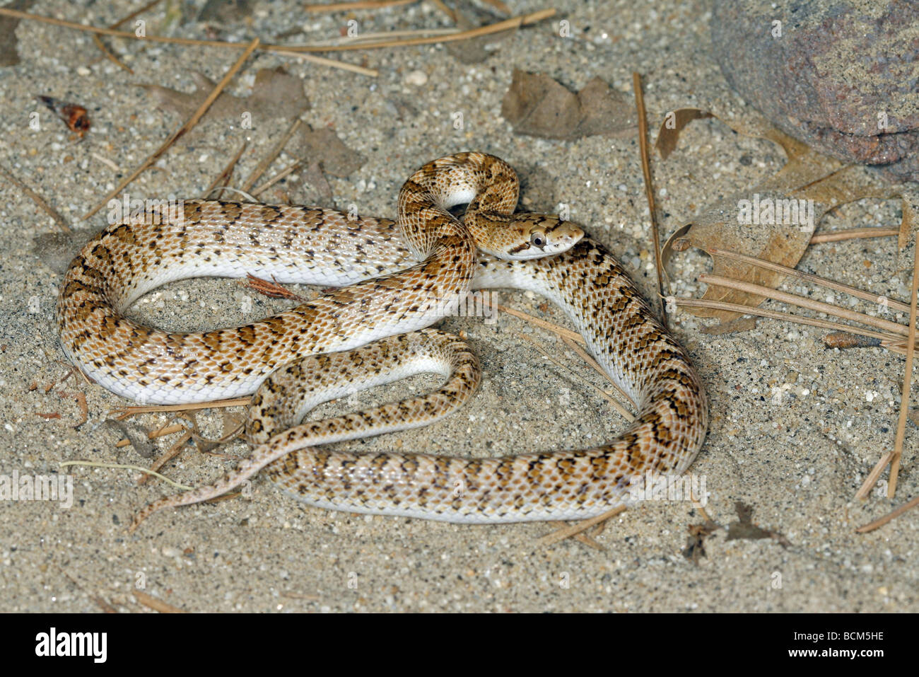 Orange snake hi-res stock photography and images - Alamy