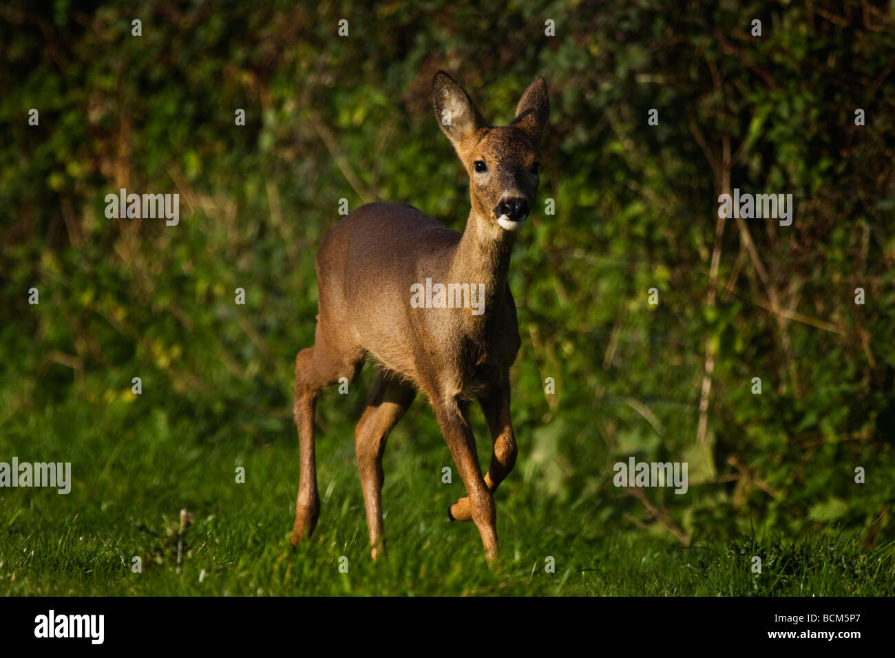 young female roe deer (doe) running Stock Photo - Alamy
