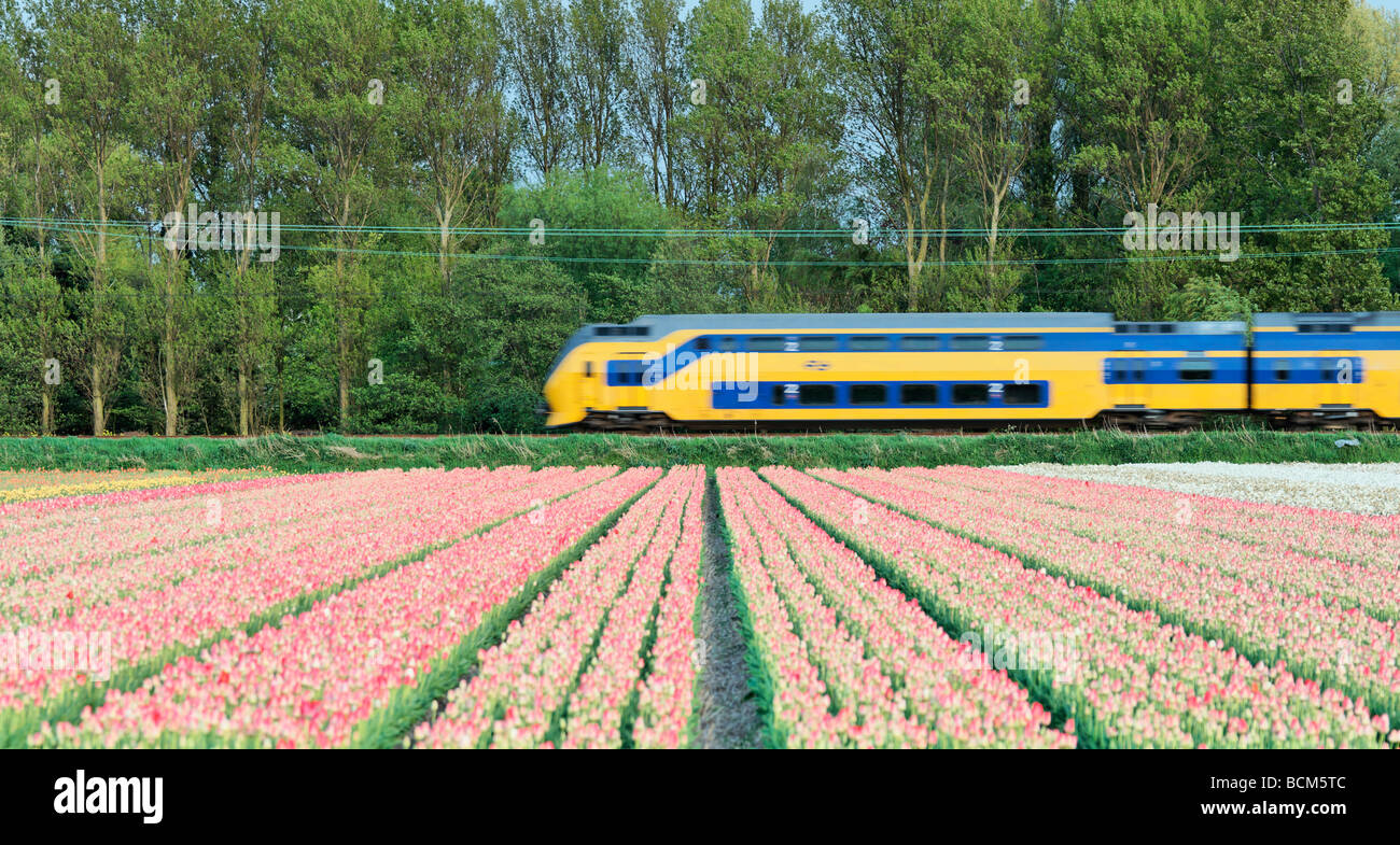 Dutch Train Transportation High Resolution Stock Photography and Images ...