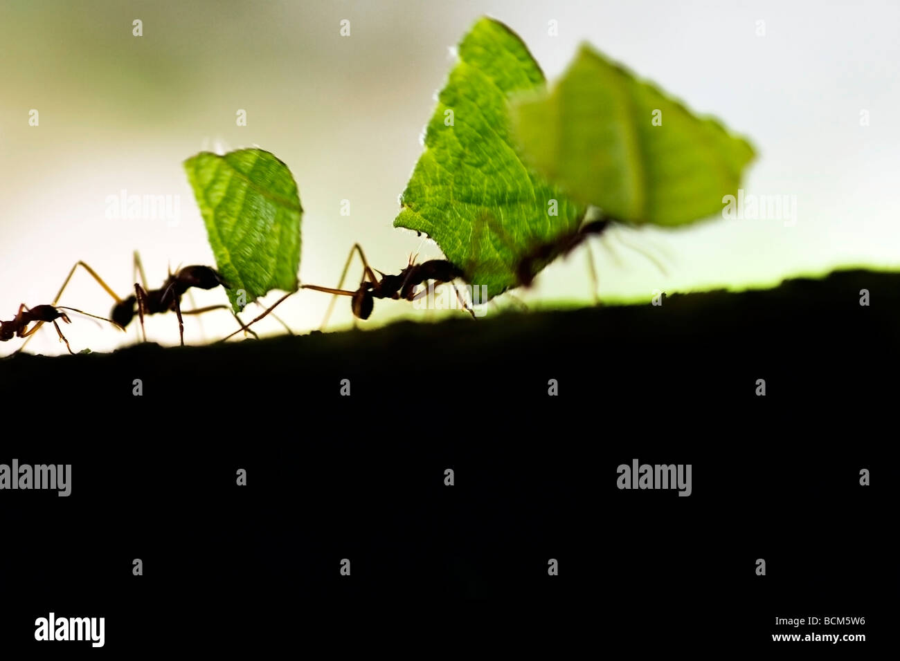 Close-up of Leafcutter Ants carrying leaves - Osa Peninsula - near ...