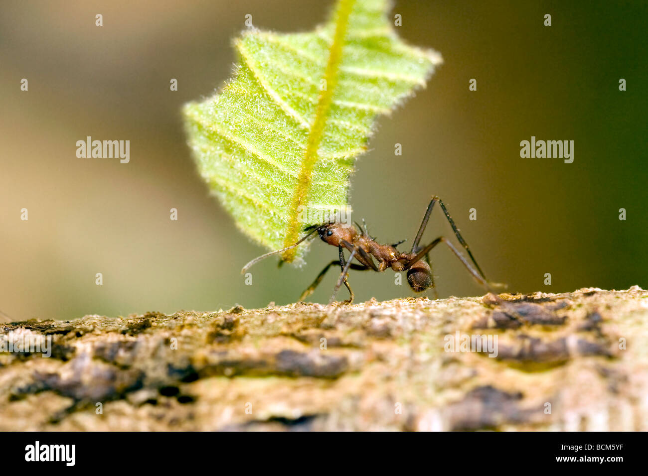 Leafcutter ants carrying leaves hi-res stock photography and images - Alamy