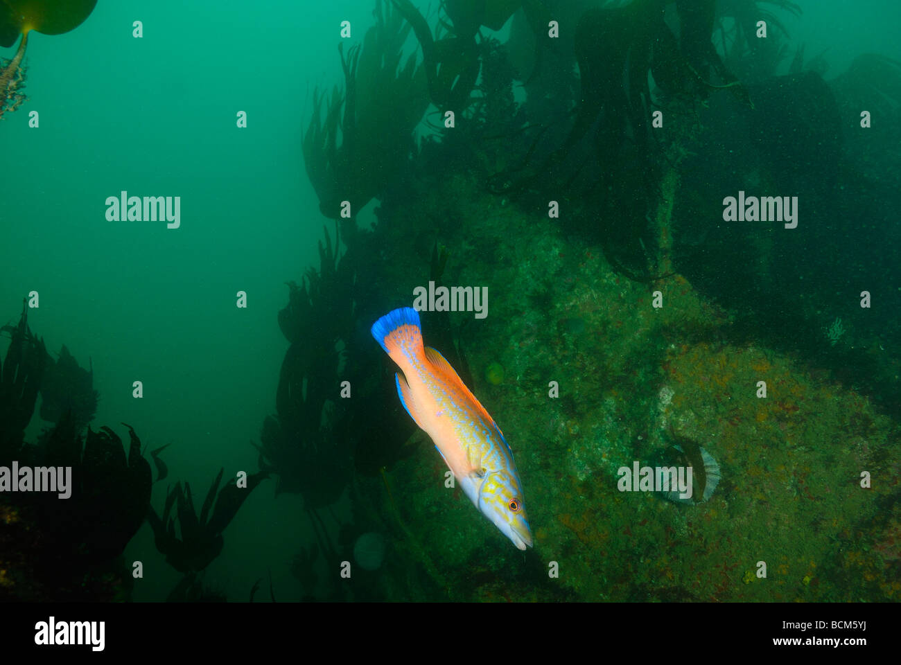 Striped wrasse male also known as cuckoo wrasse hi-res stock ...