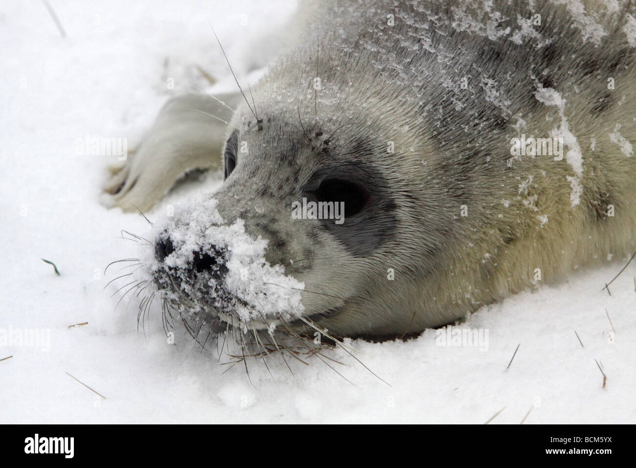 Seal in the snow hi-res stock photography and images - Alamy