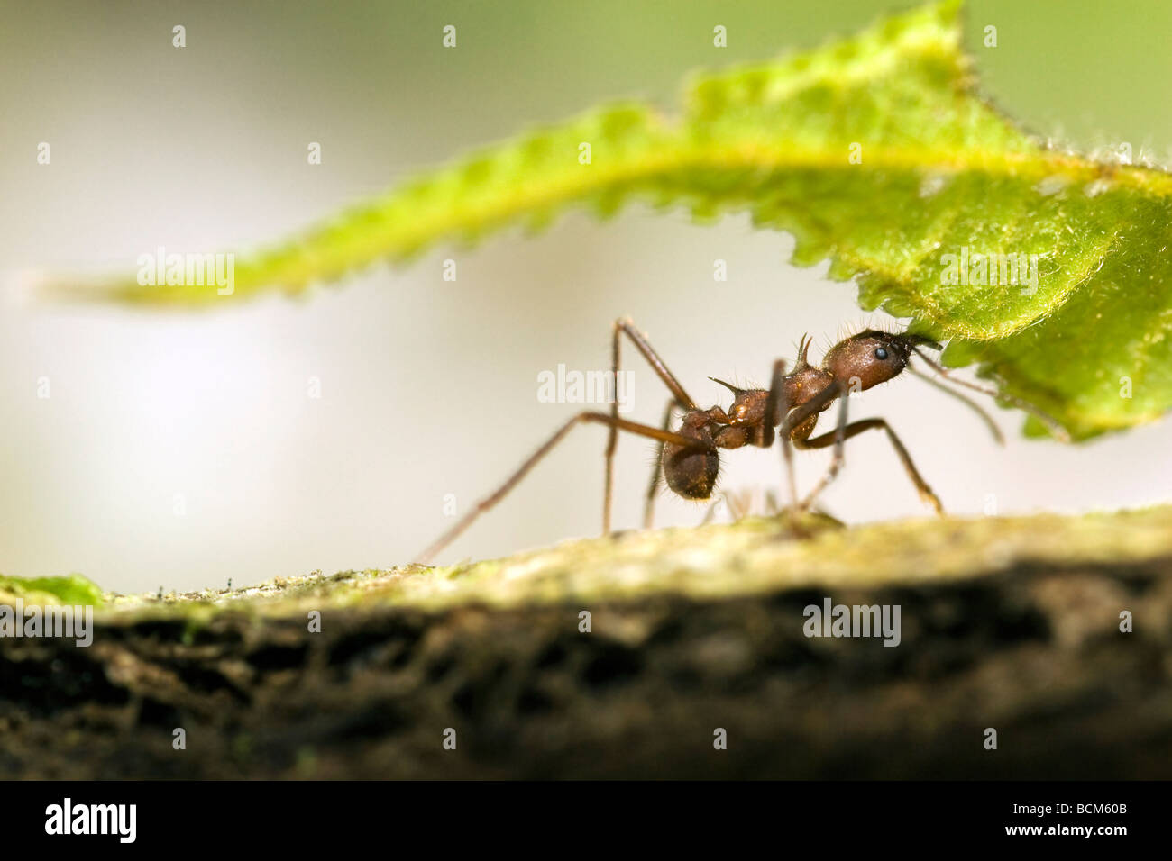 Close-up of Leafcutter Ant carrying leaf - Osa Peninsula - near Puerto ...