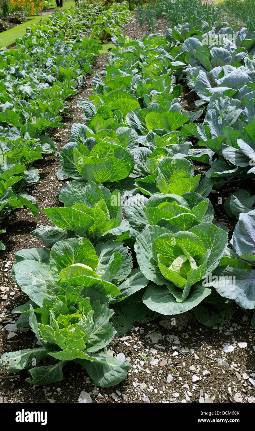 Cabbages growing in garden vegetable patch Stock Photo - Alamy