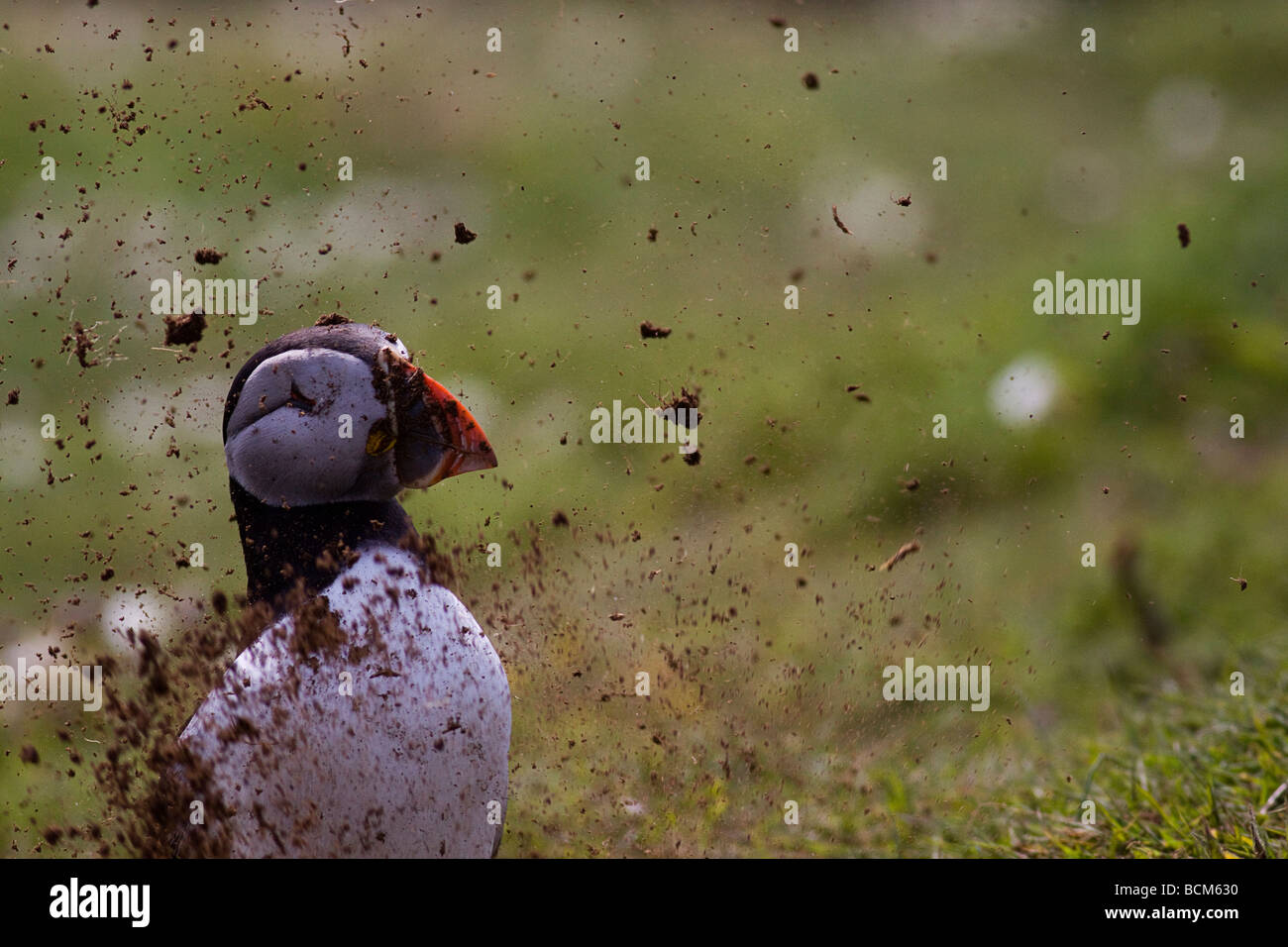 Earth been thrown out of burrow by another puffin this puffinwas in the ...