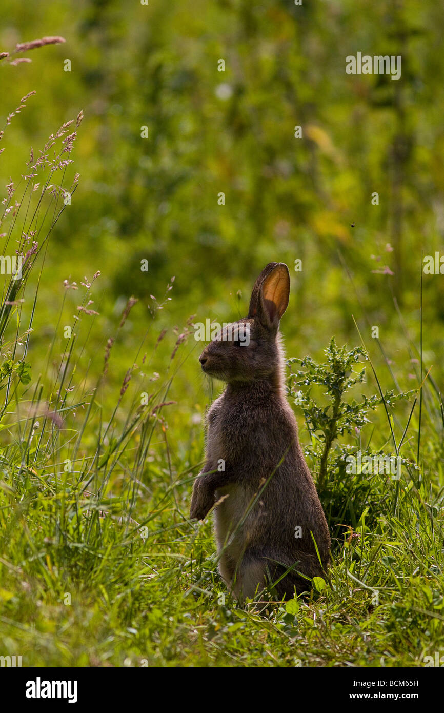 Rabbit upright looking Stock Photo - Alamy