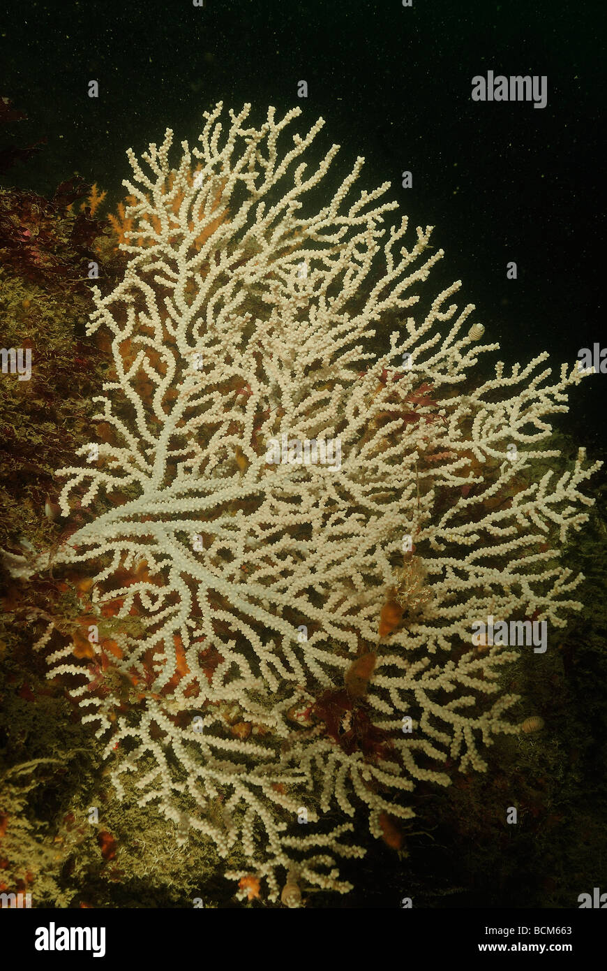 Common sea-fan in North Brittany Stock Photo - Alamy