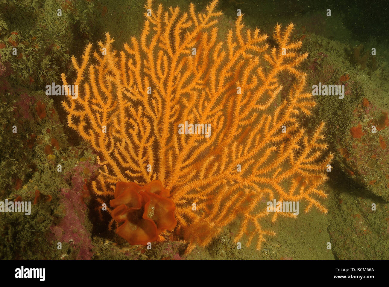 Rose coral hi-res stock photography and images - Alamy