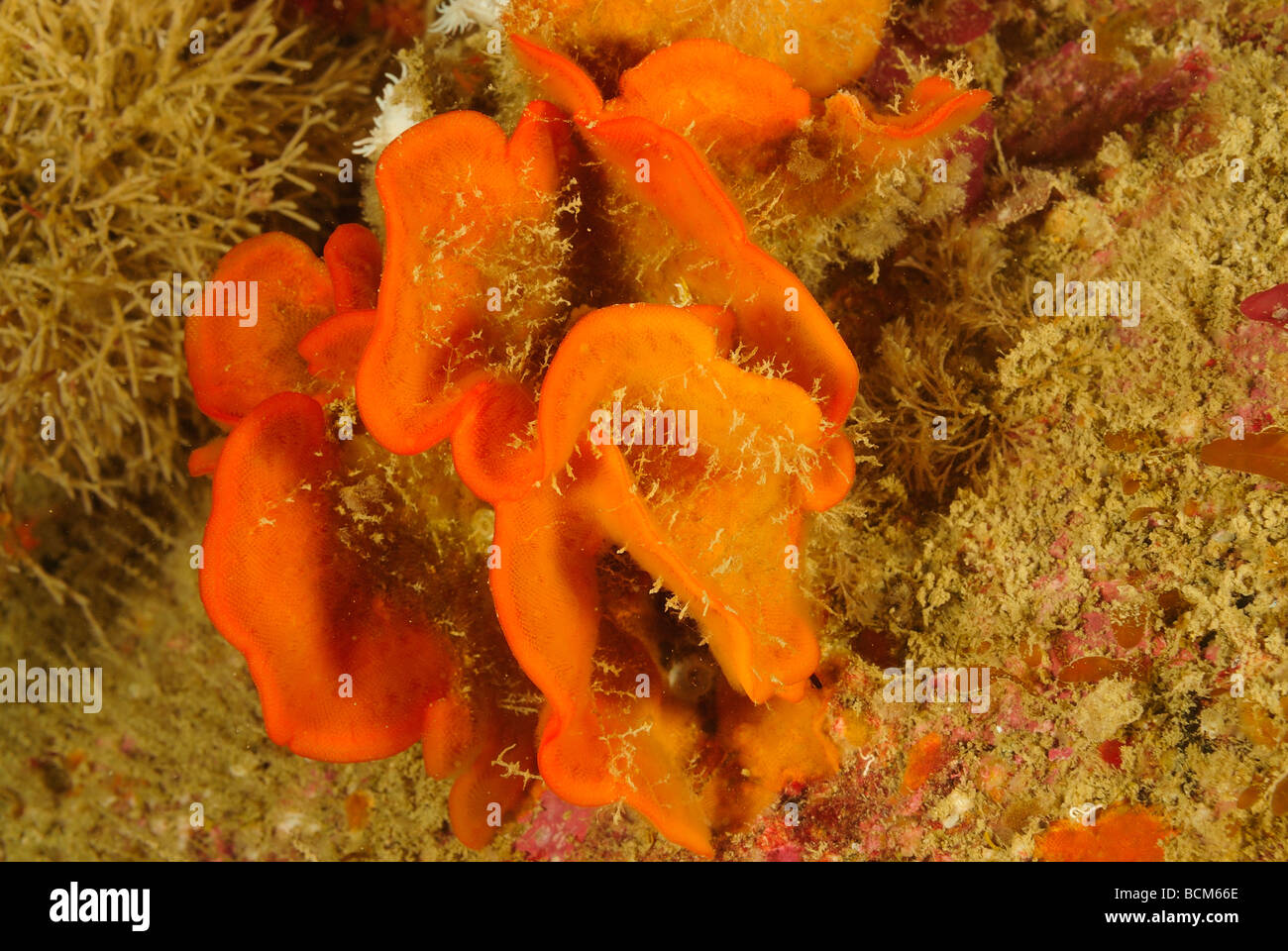 Rose coral hi-res stock photography and images - Alamy