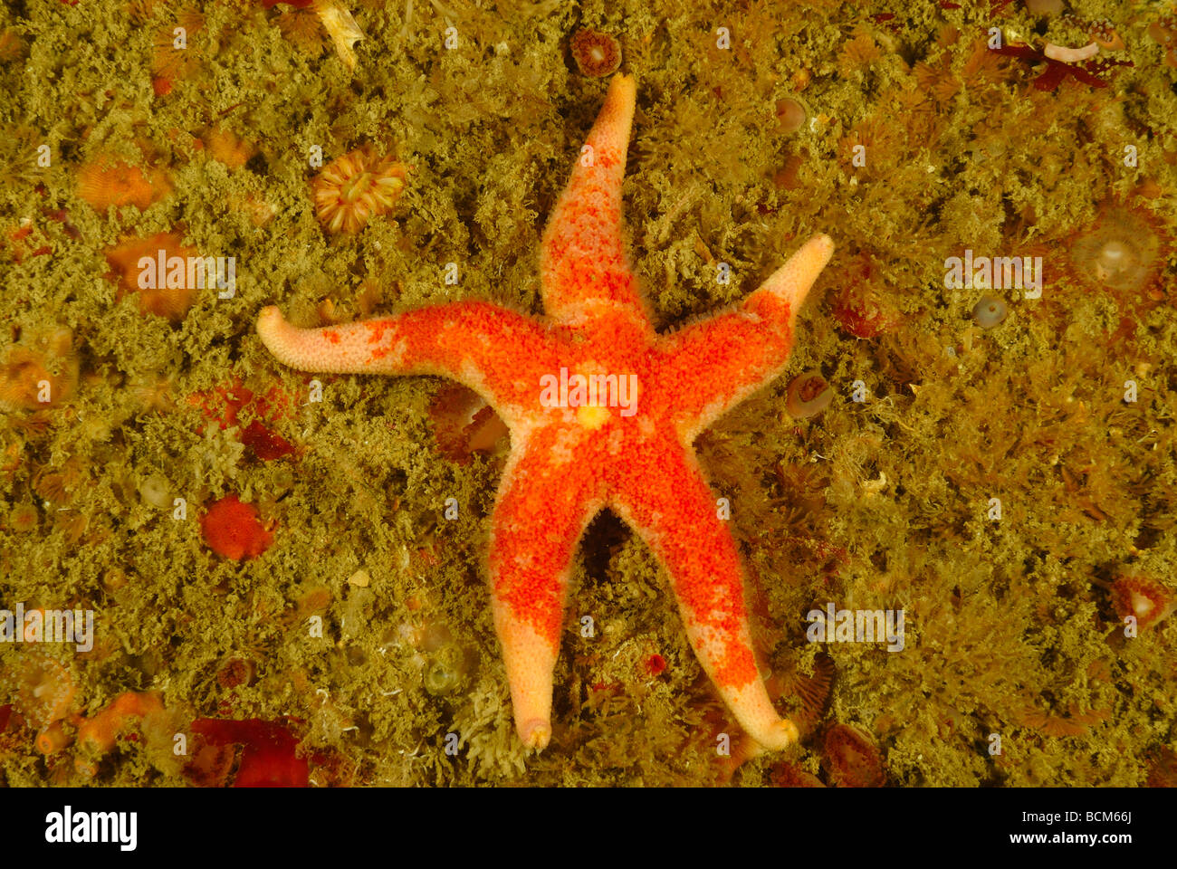 Henricia High Resolution Stock Photography and Images - Alamy