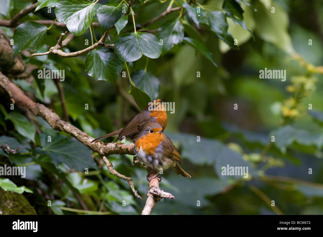 Fledgling robin hi-res stock photography and images - Alamy