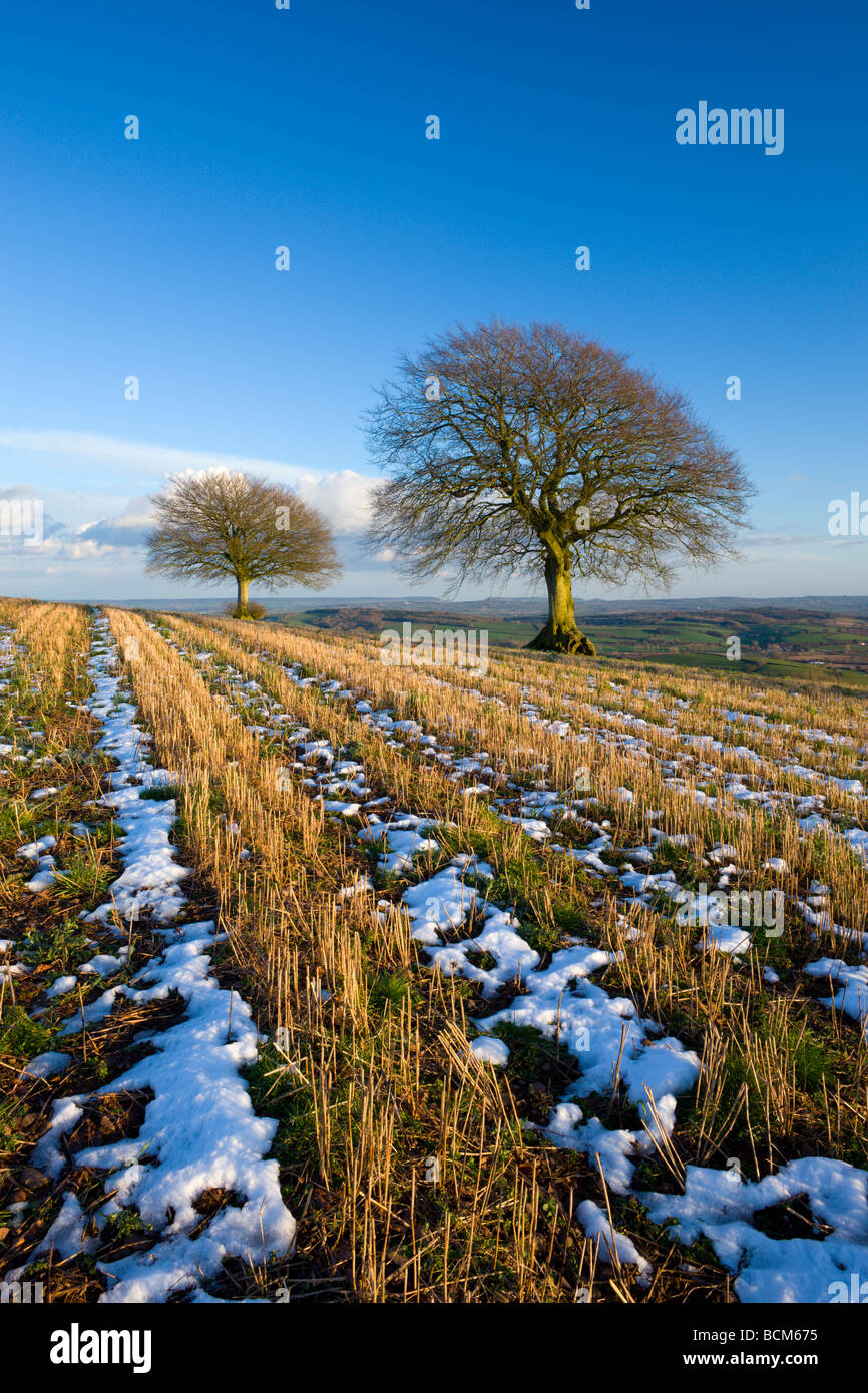 Melting winter snow in a rural field Near Silverton Devon England March ...