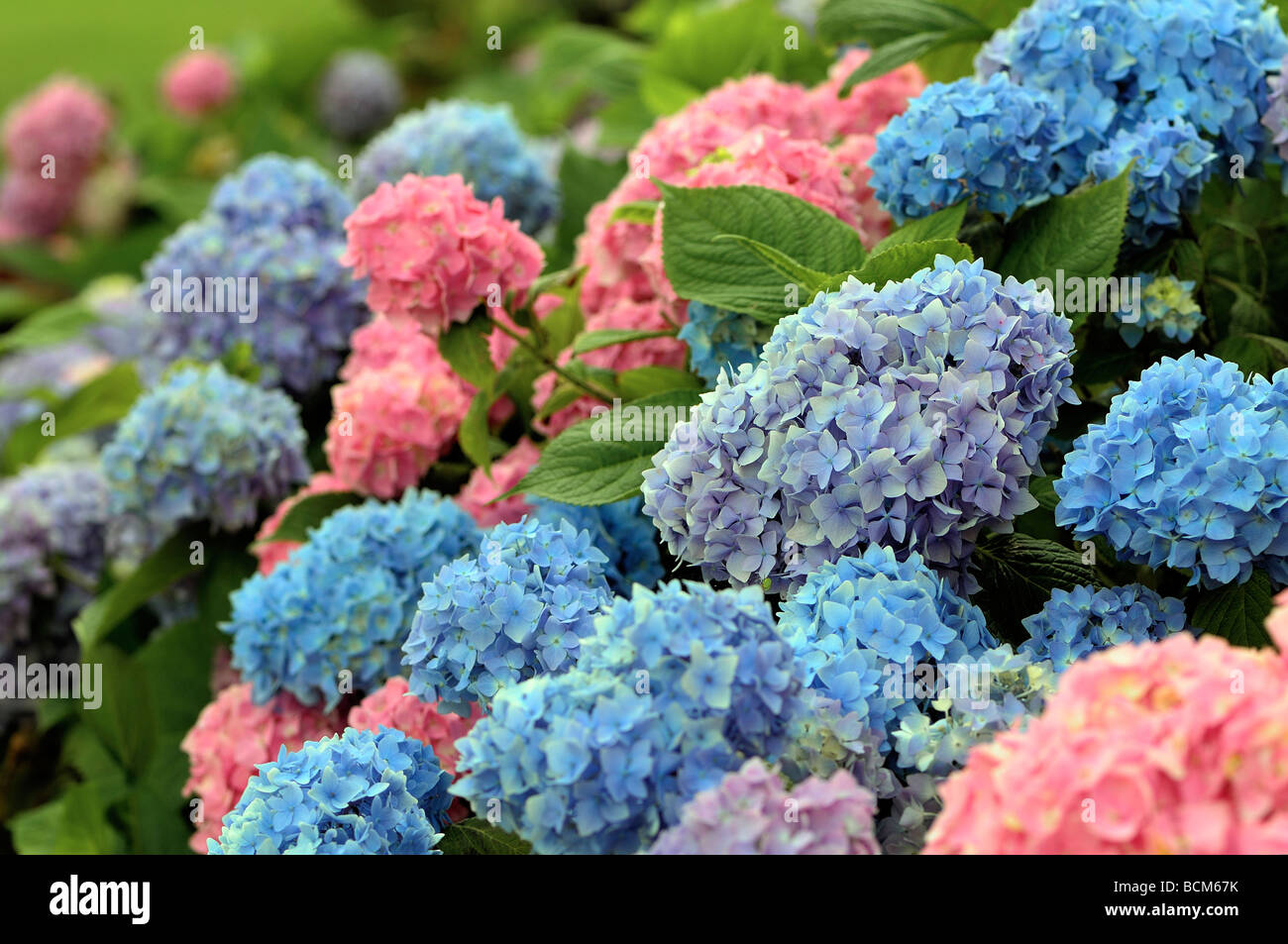 Hydranga bush showing both pink and blue flowers Stock Photo - Alamy