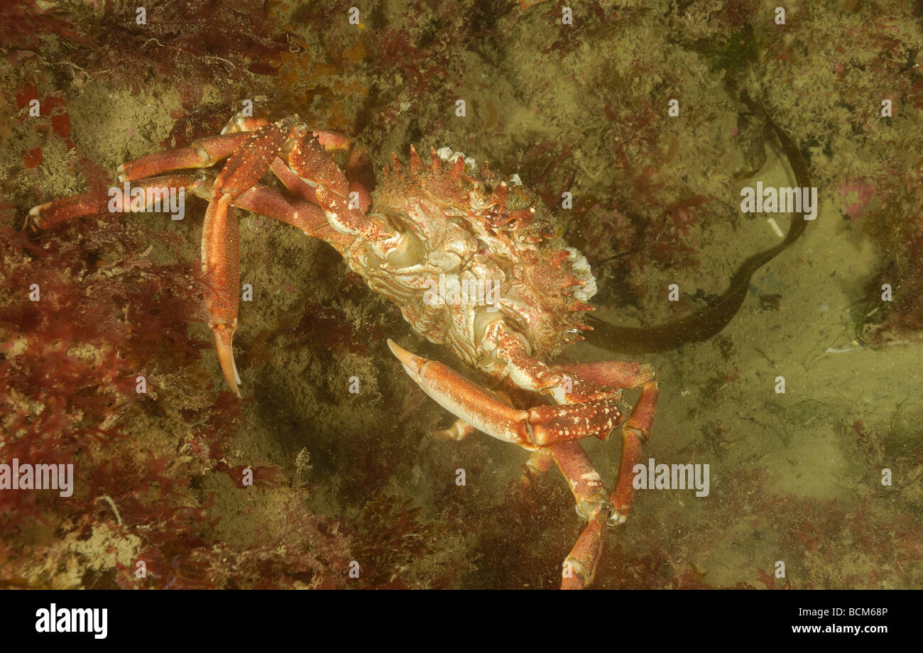 Atlantic Spider Crab High Resolution Stock Photography and Images - Alamy
