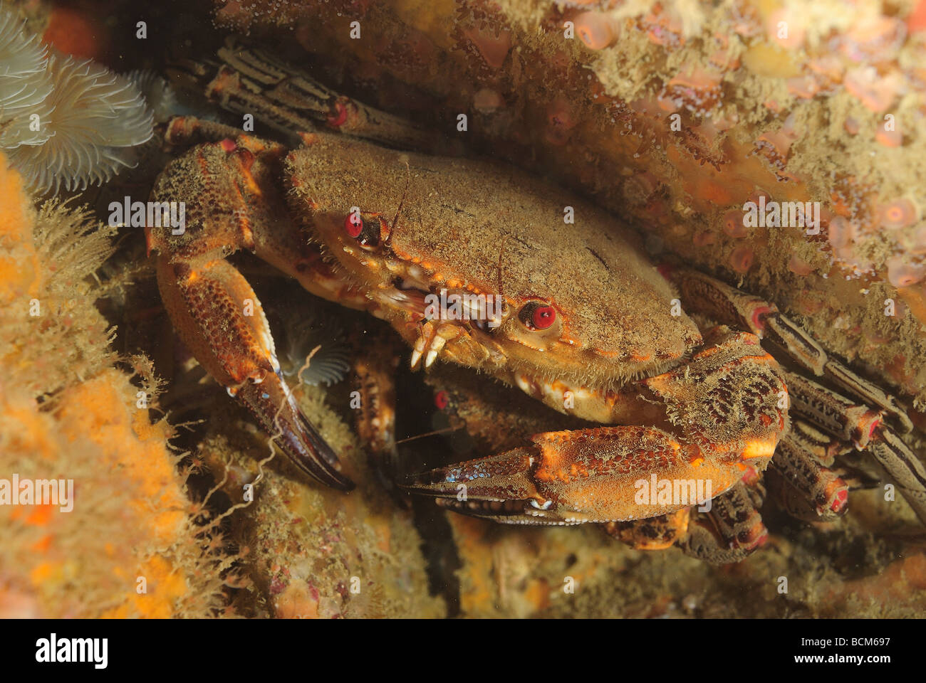 Devil crab in North Brittany Stock Photo - Alamy