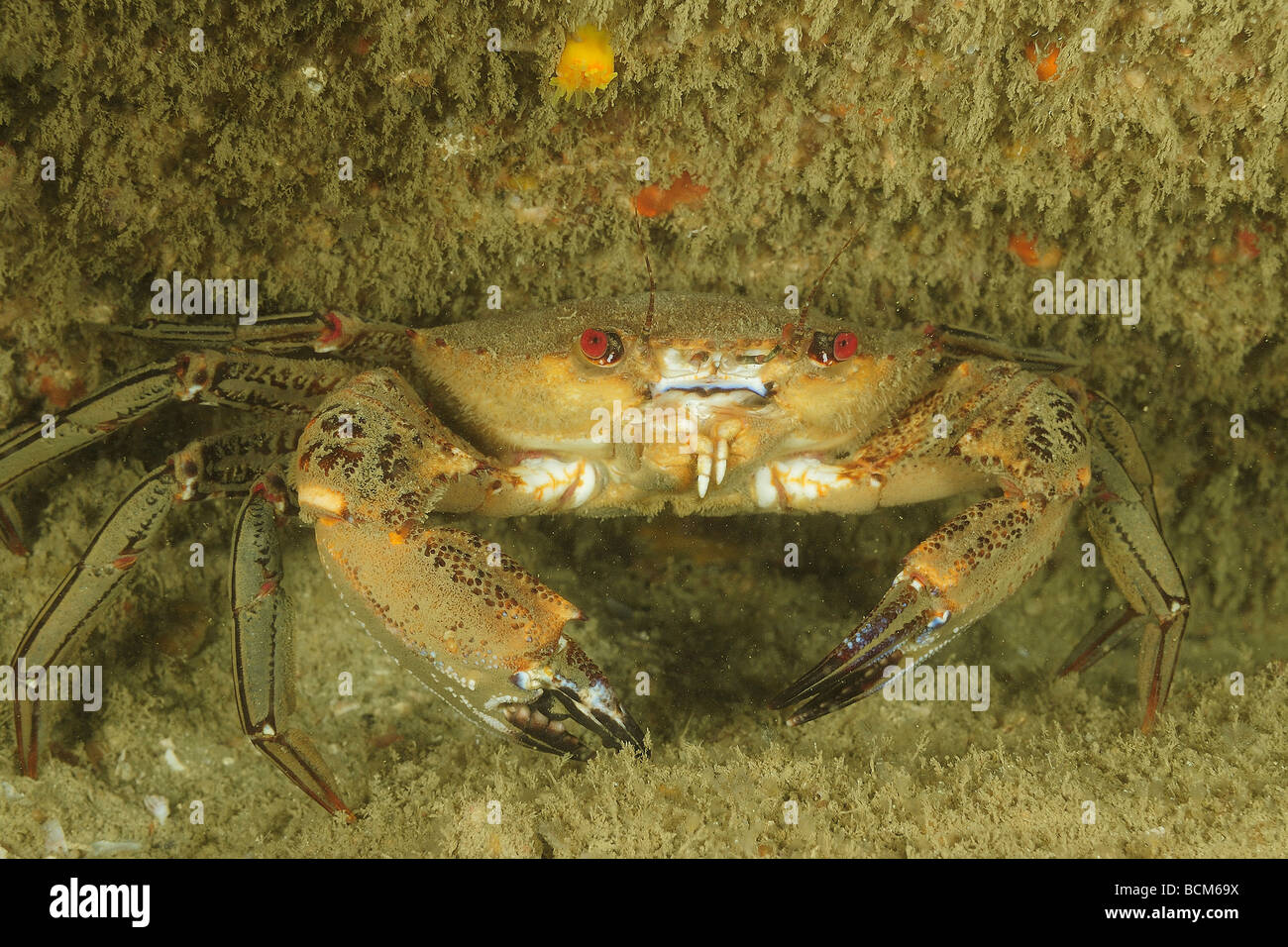Devil crab in North Brittany Stock Photo - Alamy