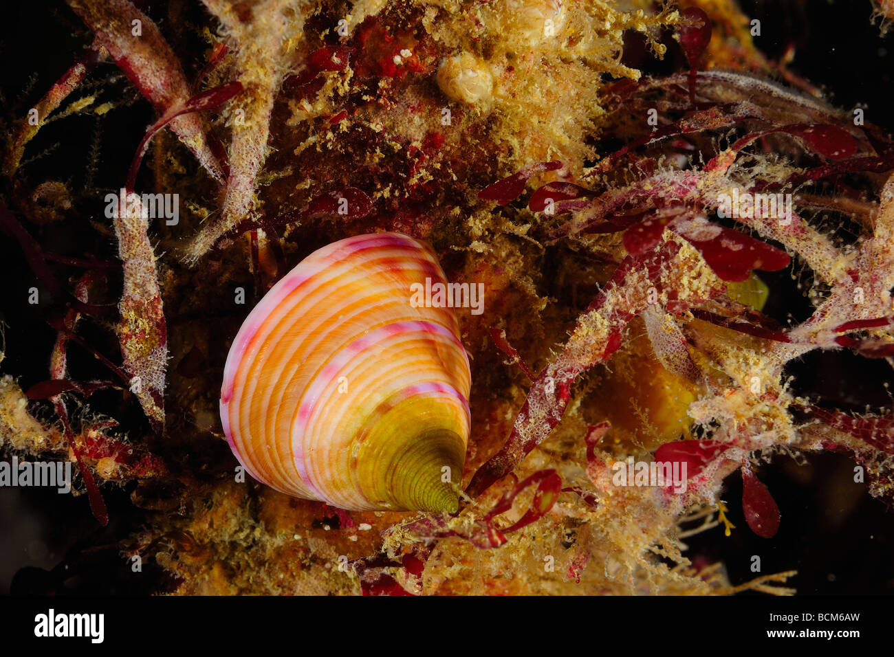 Crisia spp hi-res stock photography and images - Alamy
