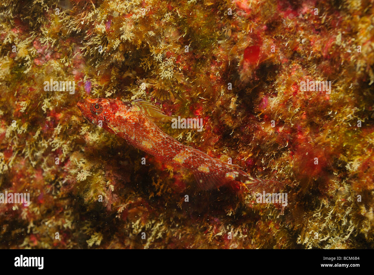 Male fish hi-res stock photography and images - Alamy