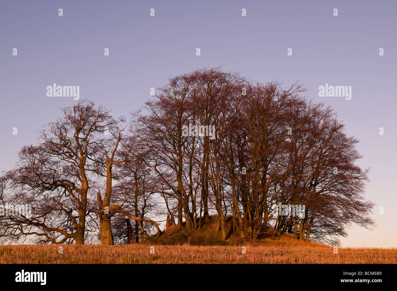 Beech tree copse on mound in winter sun Stock Photo - Alamy