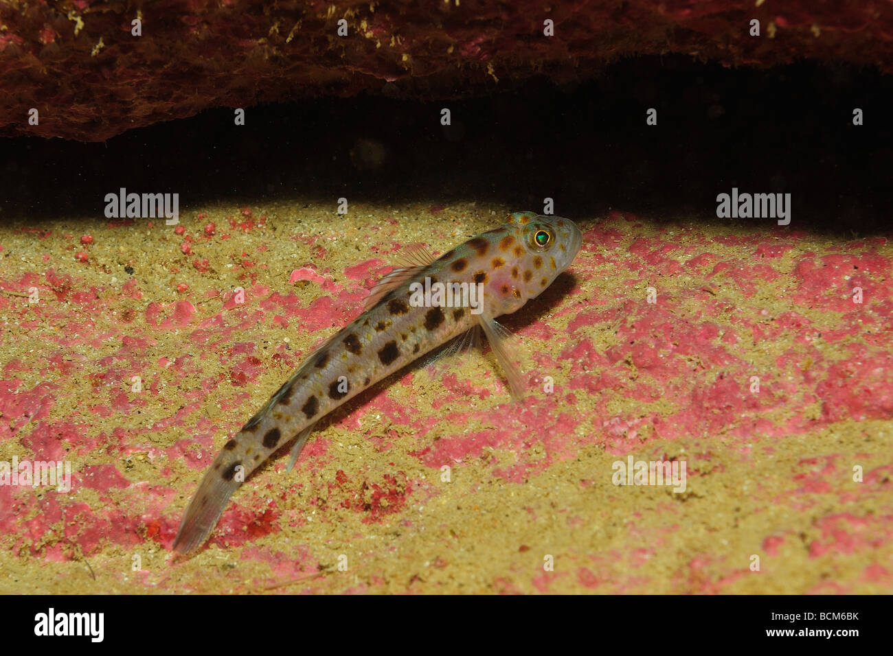 Leopard goby in North Brittany Stock Photo - Alamy
