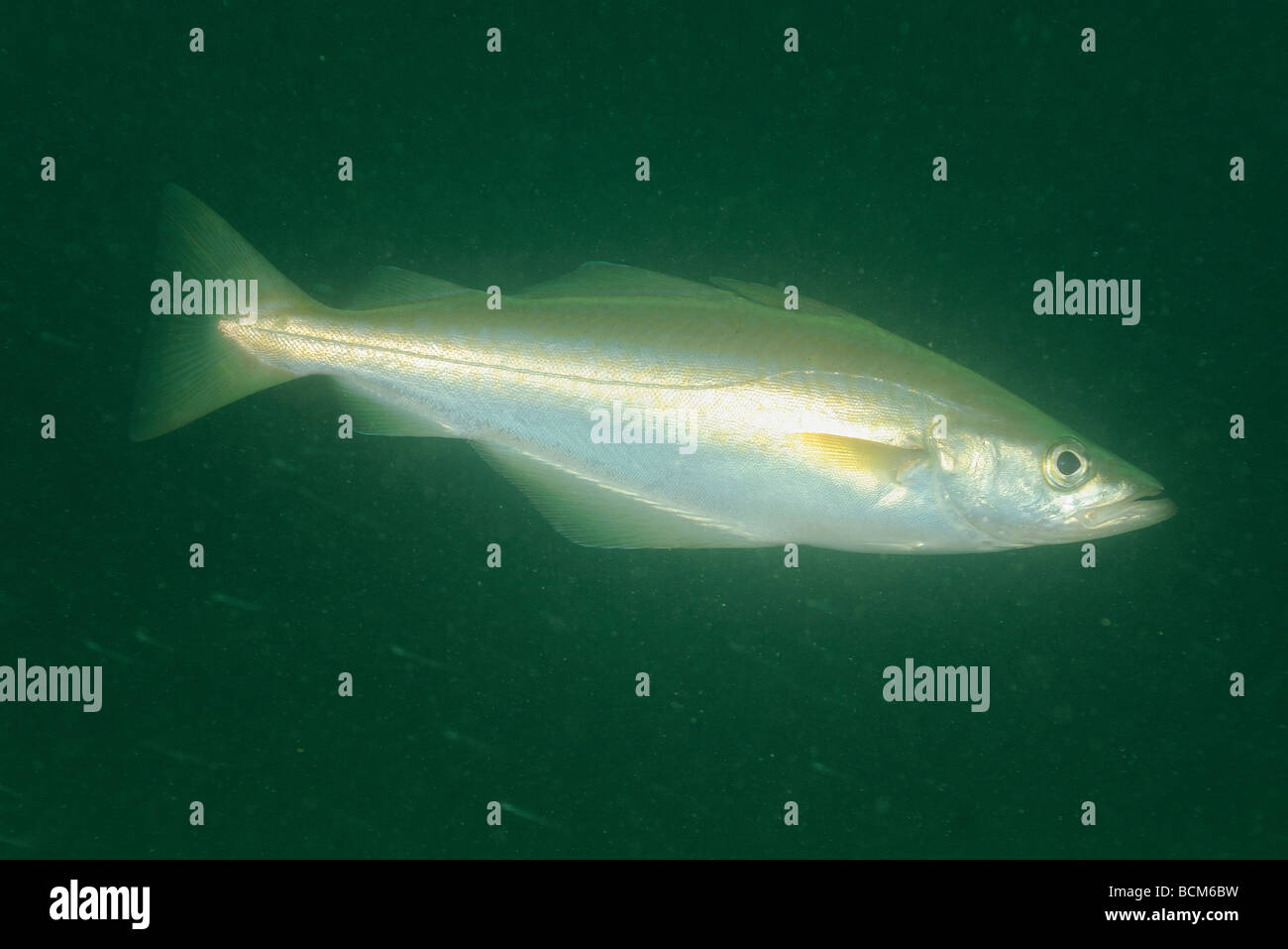 Pollack fish also known as lythe hi-res stock photography and images ...